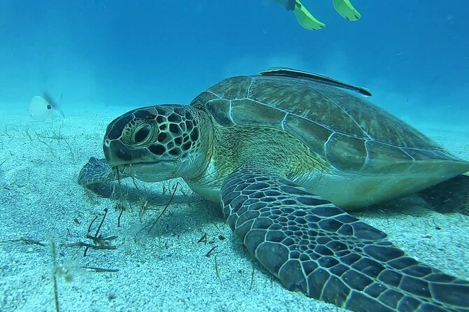 Discover SCUBA Diving With Pissouri Bay Divers - Key Points