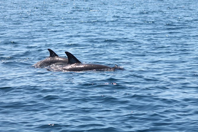 Dolphin Discovery - Overview and Experience
