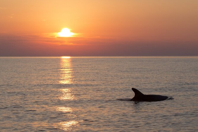 DOLPHIN WATCHING | Pula Boat - Key Points