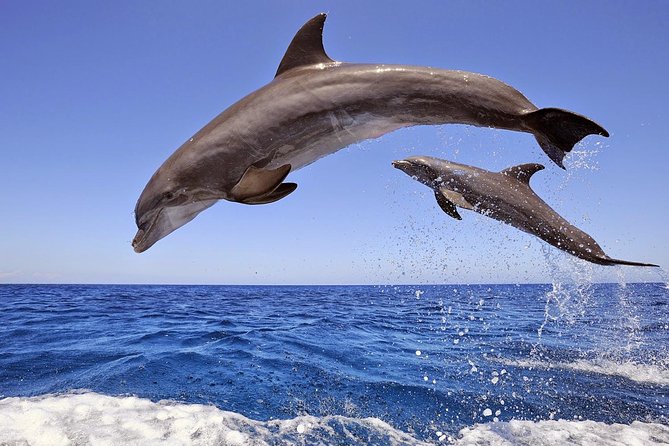 Dolphins Island Cruise Review: Fun or Overrated - About Your Stay