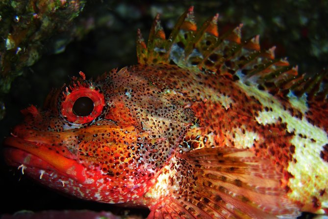Double Scuba Diving - Overview of Double Scuba Diving Experience