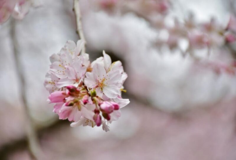 Enjoy Japan With Five Senses, Wagashi & Tea Ceremony Tokyo - Key Points