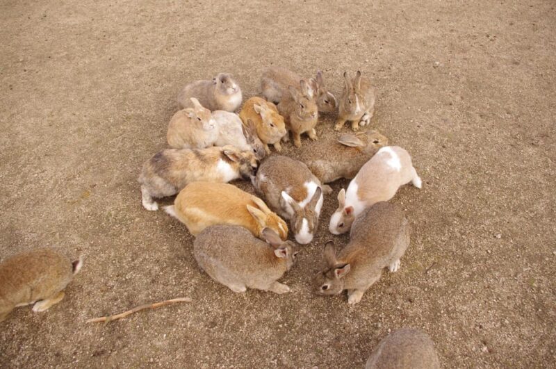 From Hiroshima: Rabbit Island and Takehara Town Tour - Key Points