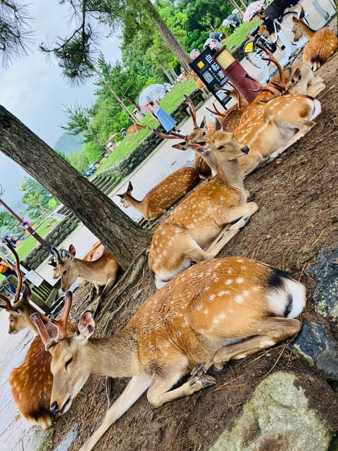 From Kobe: Nara Classic Private Tour With Car Pickup - Key Points