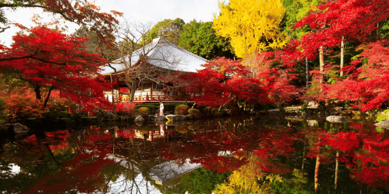From Osaka: Private Customized Day Tour to Kyoto - Key Points