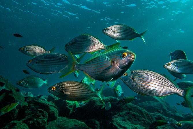 Guided Snorkel Experience - Experience Overview
