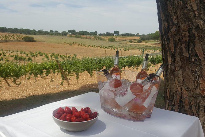 Guided Tour Glass in Hand With Wine Tasting Directly From the Barrel - About Your Stay