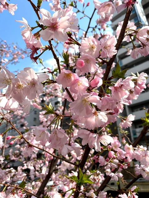 Hidden Gem Food & Drink Night Tour Near Roppongi - Key Points