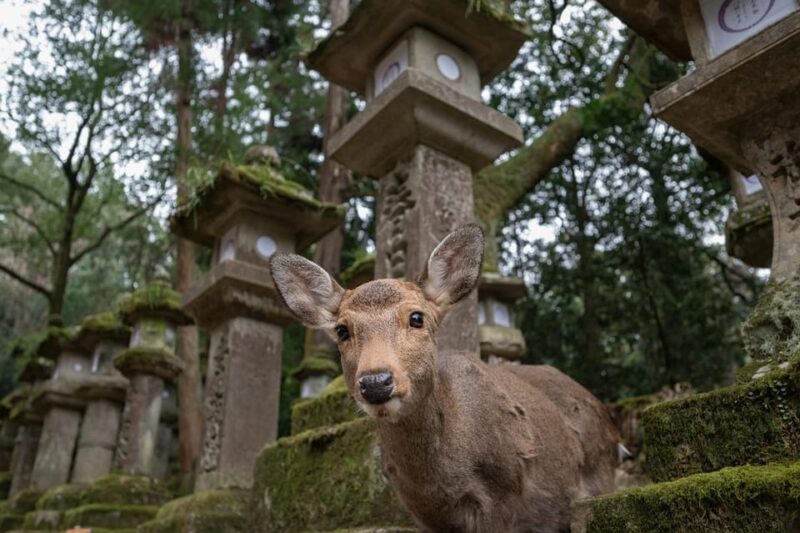 Kansai 10-Hour Chartered Day Trip｜Nara City - Key Points