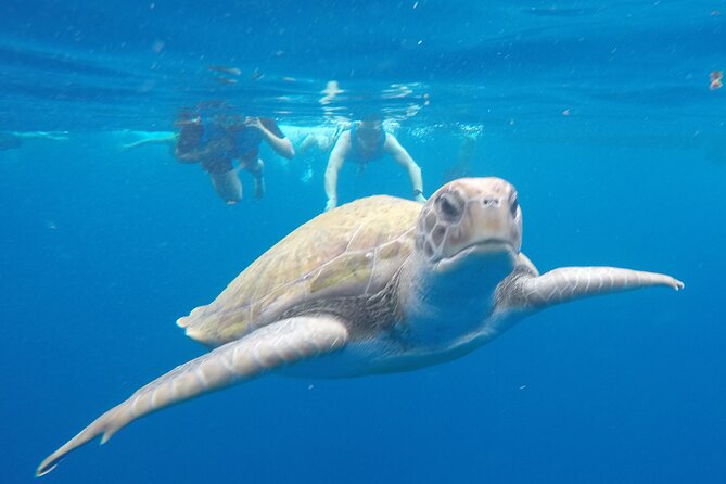 Kayak Route in Tenerife South: Review - About Your Stay