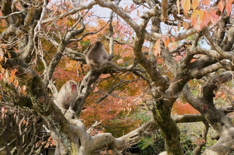 Kyoto: Arashiyama and Miyama Day Trip With Tofu Cuisine - Key Points