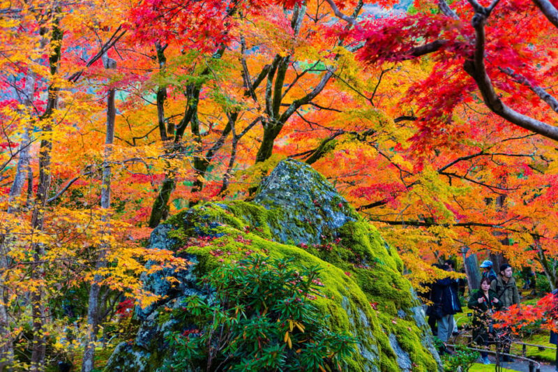 Kyoto: Arashiyama Tour With Optional Sagano Romantic Train - Key Points