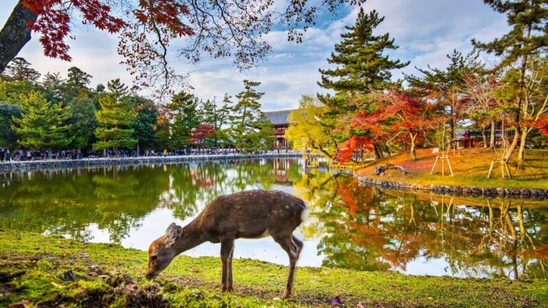 Kyoto/Osaka: Nara Customizable Self-Guided Tour With Driver - Key Points