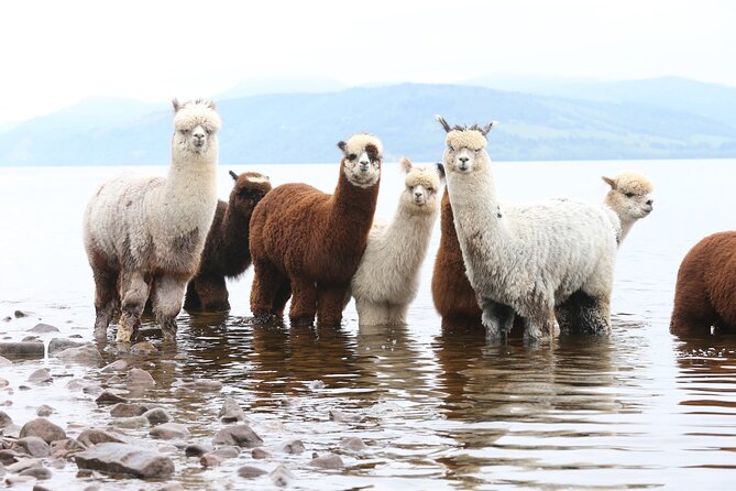 Loch Ness With Castles, Beaches, Mountains and MONSTERS - Overview of the Tour