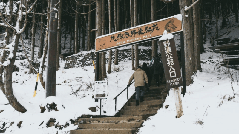 Nagano/Tokyo: Snow Monkey and Zenkoji Temple Private Tour - Itinerary Highlights