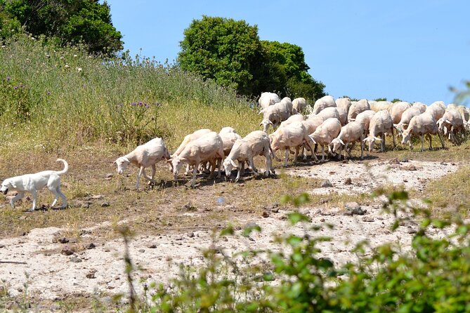 Off-Road Tour: Travel Inland - Included Features