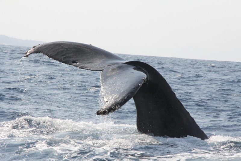 Okinawa: Kerama, Tokashiki Island and Whale Watching Tour - Key Points