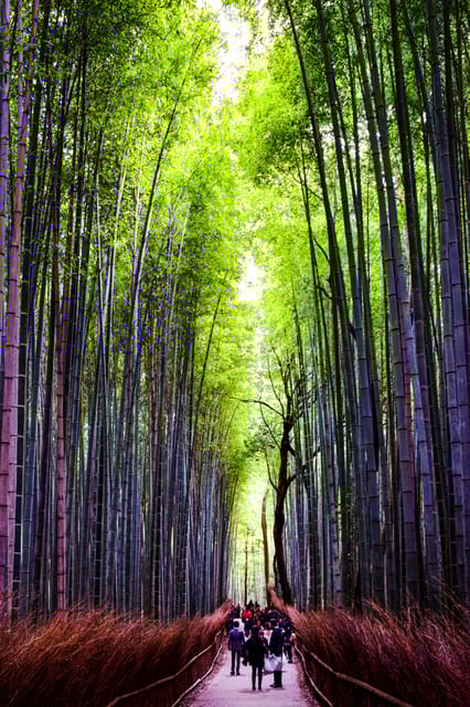 Osaka, Nara and Kyoto Day Trip With English Speaking Driver - Key Points