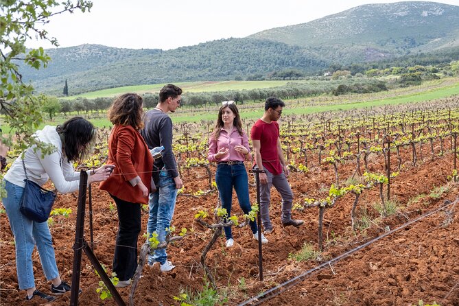Private Tour and Tasting at Zeginis Winery - Private Vineyard and Winery Tour
