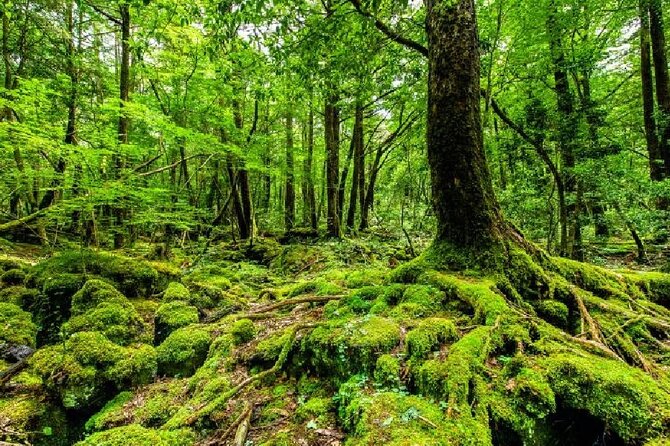Private Tour of Mt. Fuji Culture and Nature Walk - Key Points