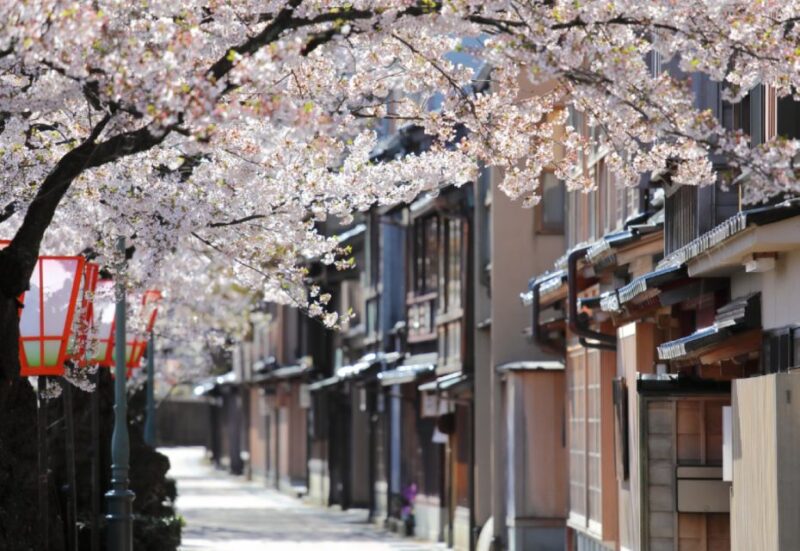 Private & Unique Kanazawa Cherry Blossom Sakura Experience - Exploring the Kazuemachi Chaya District