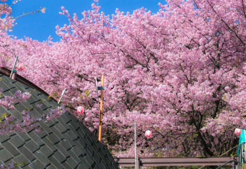 Private & Unique Nagasaki Cherry Blossom Sakura Experience - Pricing and Inclusions