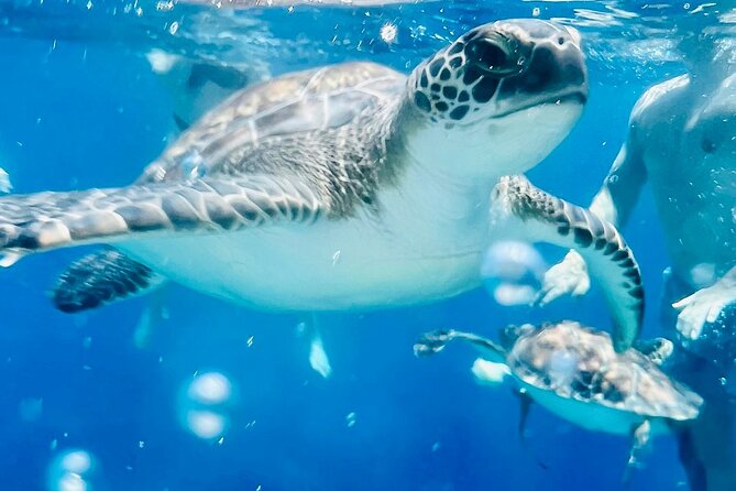 PROTARAS: LUXURY DAY YACHT TURTLES - Cypriot Lunch - 1 Free Drink - Overview of the Luxury Day Yacht Experience