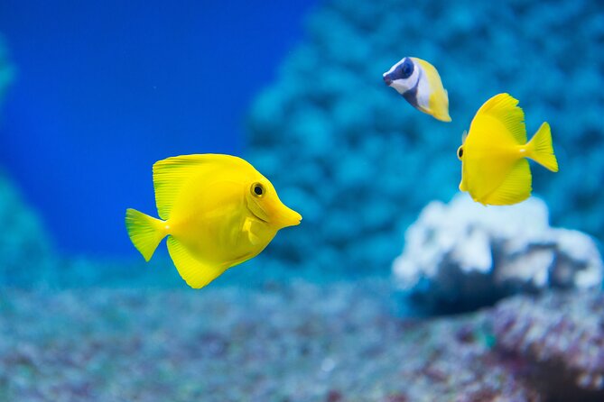 Sealife Benalmadena Entrance Ticket - Overview and Highlights