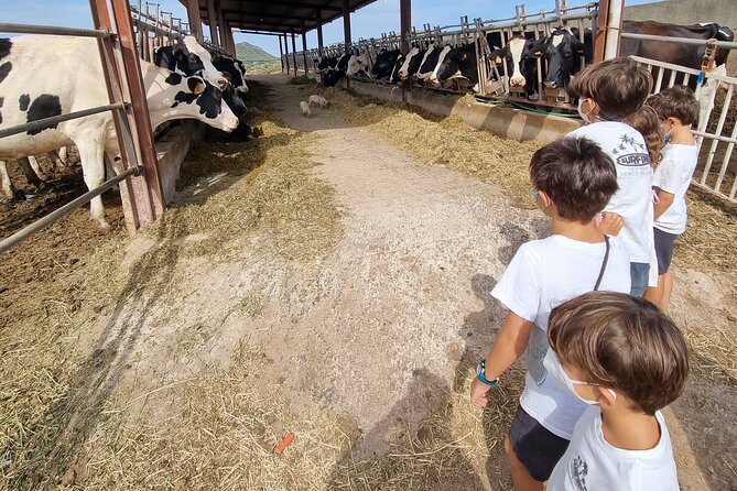 Small Group Cheese Making and Tasting From the Island of Baleares - The Art of Mahon Cheese Making