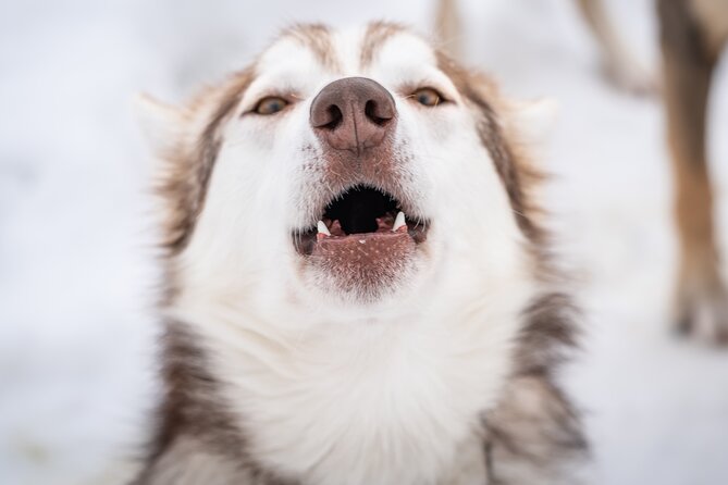 Small Group Wilderness Husky Sledding Review - About Your Stay