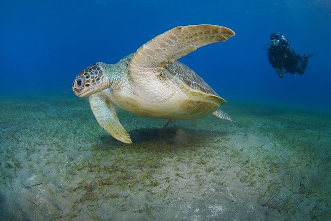 SSI Open Water Diver Course in Tenerife - About Your Stay