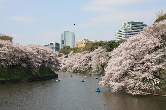 Tokyo Cherry Blossoms Blooming Spots E-Bike Tour, 3hrs - Key Points