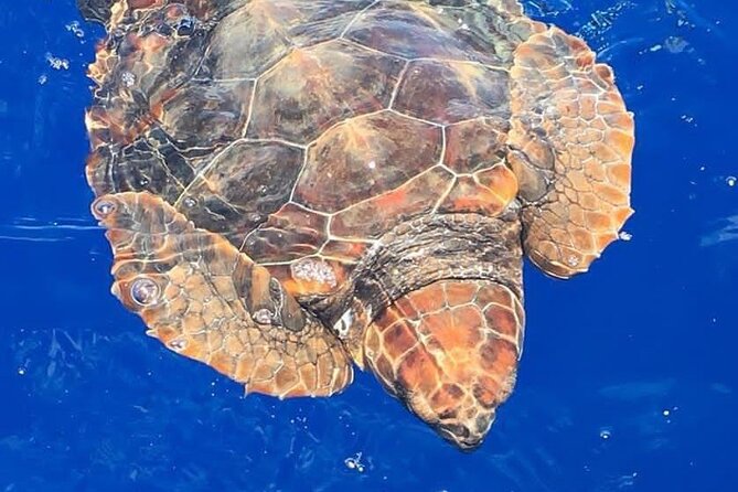 Whale & Dolphin Watching in Madeira - Key Points