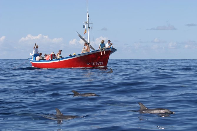 Whale Watching La Gomera - Key Points