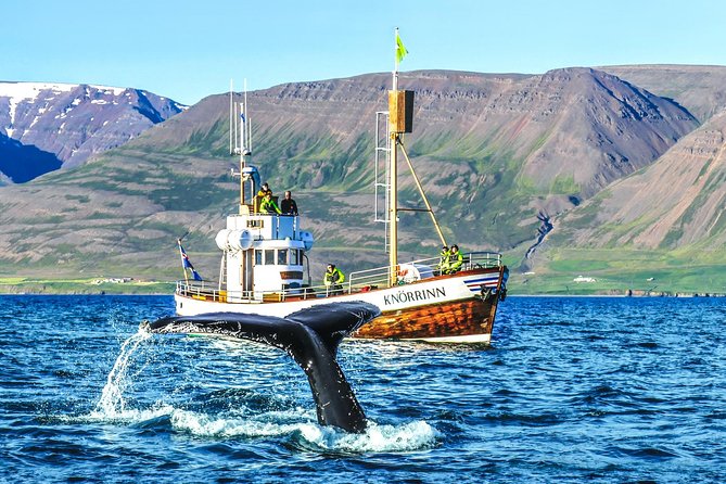 Whale Watching Tour Review: A Memorable Experience - About Your Stay