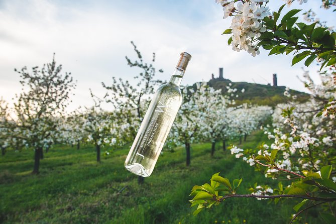 Wine Tasting Tour Review: A Scenic Delight - About Your Stay