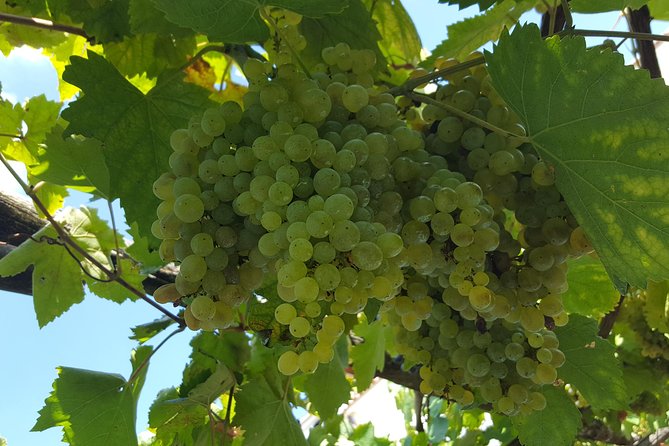 Wine Tour Experience for Family or Friends Group - About Your Stay
