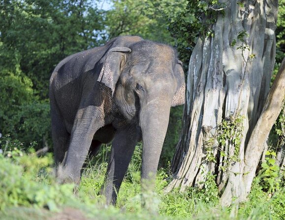 03 Days Highlights Of Sigiriya,Kandy,Nuwara Eliya ,Ella & Udawalawe - Introduction