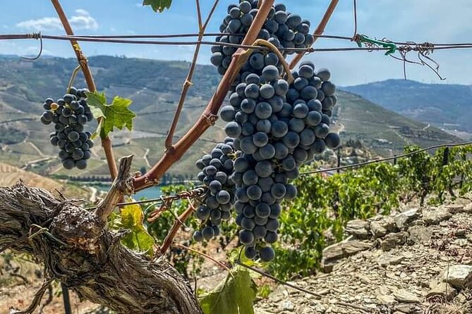 Douro Valley Small-Group Tour: 2 Wineries, Lunch, Optional Cruise - The Value and Practicality of the Tour