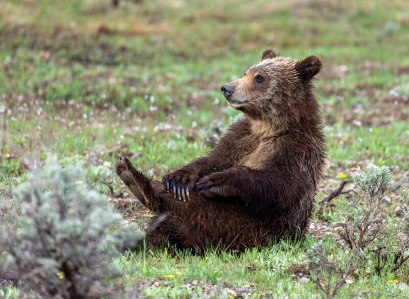 From Jackson Hole: Half-Day Grand Teton Wildlife Tour - Scenic Highlights and Photo Stops