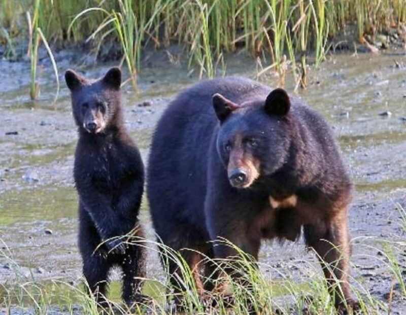 From Ketchikan: Potlatch Totem Park and Herring Cove Tour - Who Should Consider This Tour?
