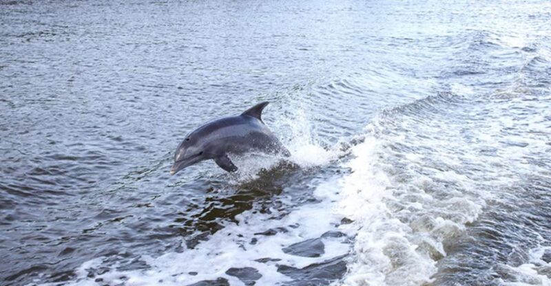From Panama City, FL: Shell Island Ferry - Natural Habitats and Interior Exploration
