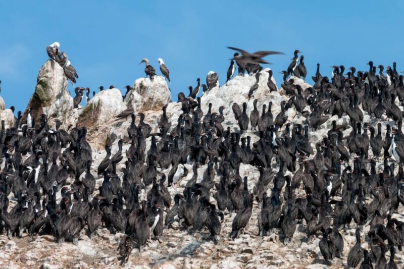 From Paracas: Ballestas Islands tour all Inclusive - Itinerary Breakdown