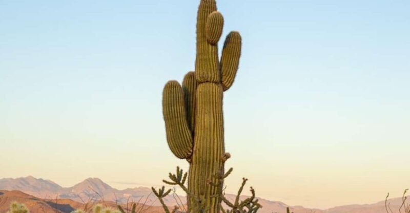 From Scottsdale: Sonoran Desert & Tonto National Forest Trip - Summary
