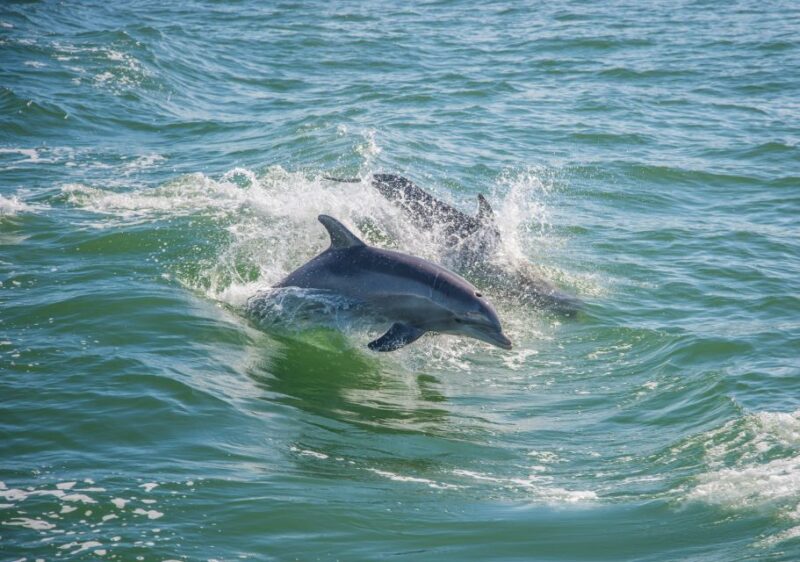 Holiday, FL: Anclote Key Preserve Private Boat Tour - Value and Pricing — Is It Worth It?