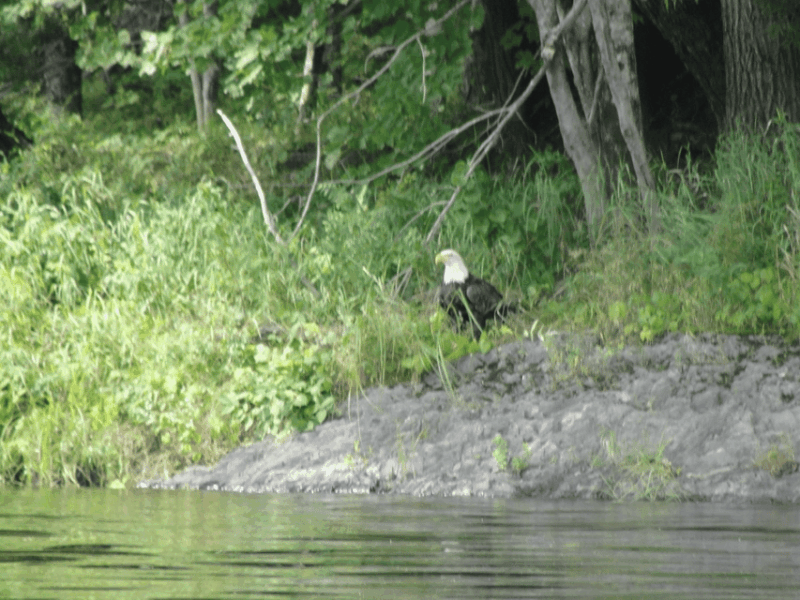Maine: Penobscot River Private Charter Boat Ride - Final Thoughts: Why It’s a Great Choice