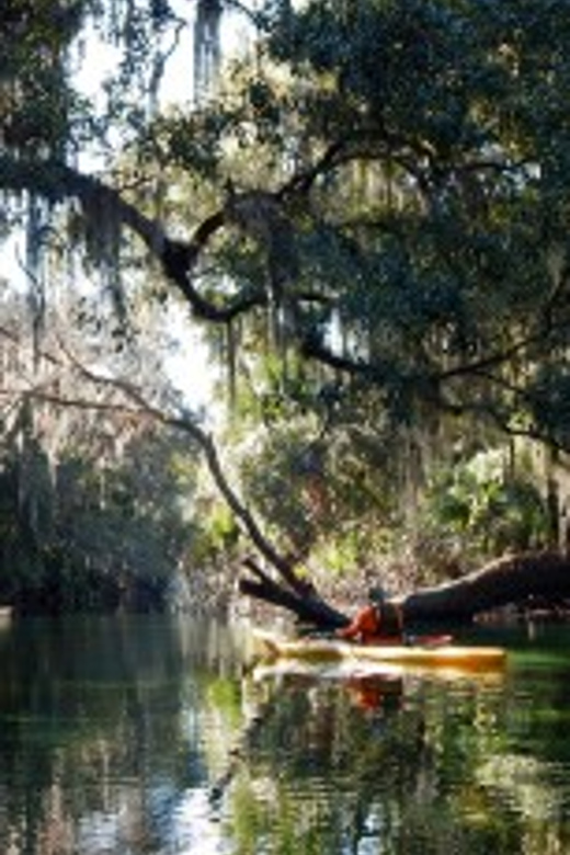 Orlando: Kayaking Tour with Manatee Encounter - The Experience in Context