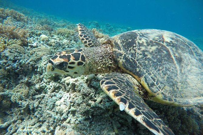 Private Snorkeling Gili Island (Coral, Statue and Turtle) - The Logistics