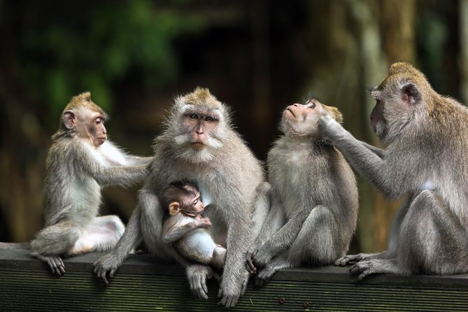 Private Tour: Ubud and Tanah Lot Day Tour - Food, Swinging, and Additional Options