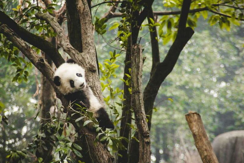 2-Day Chengdu & Mount Qingcheng Heritage Tour - Introduction